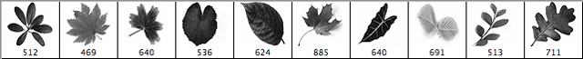 Falling Leaves - Free Brushes Download | MPB