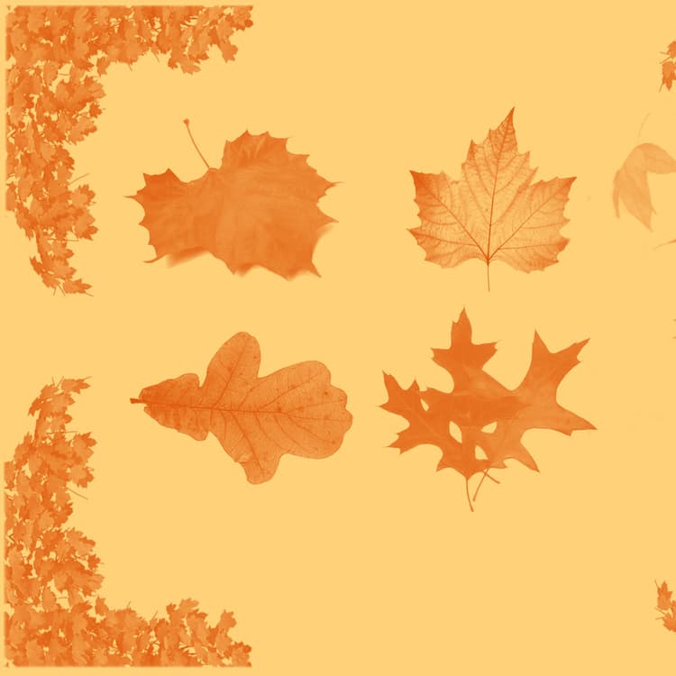 Leaves Free Brushes for Photoshop - Free ABR Download | MPB