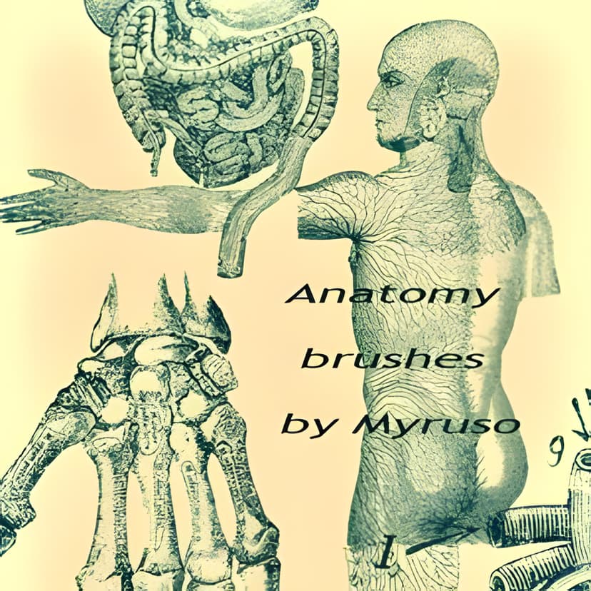 Anatomy brushes - Free ABR Download | MPB