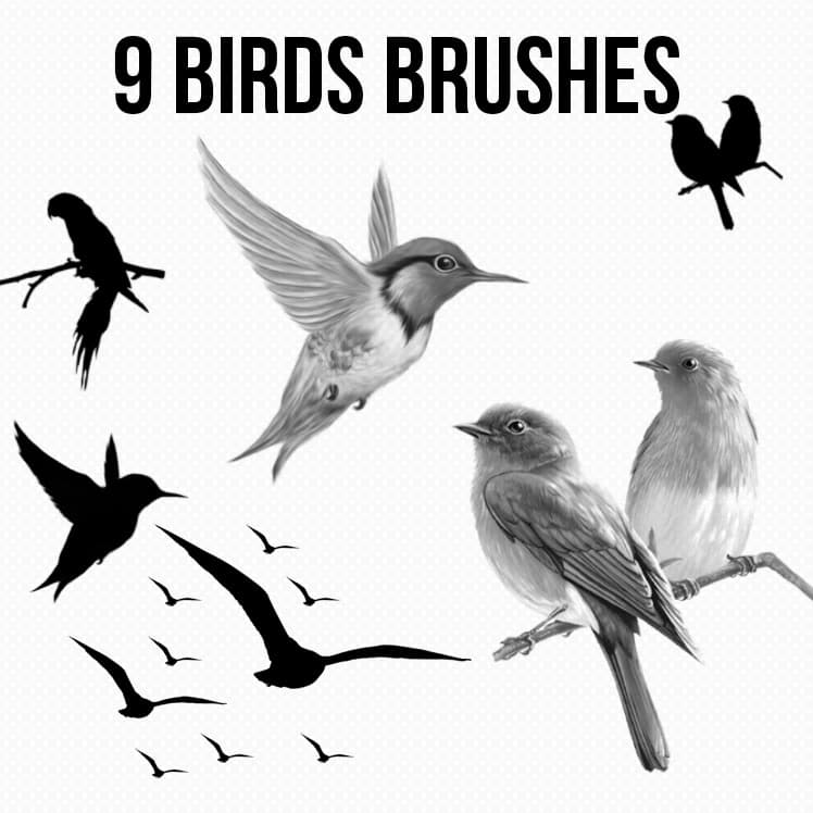 Free Birds Photoshop Resources — Brushes, Textures & More ...